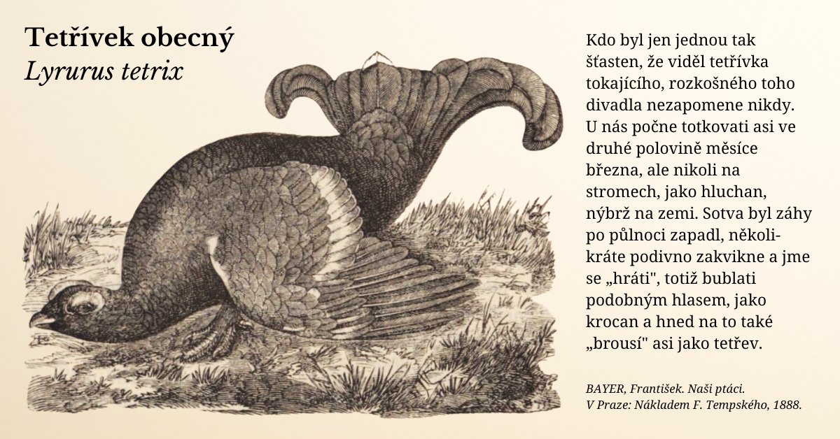 Naši ptáci – TetraoVit